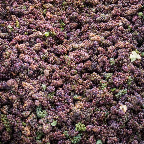 Asconi Winery | Asconi Winery is a family business, which aims at ...