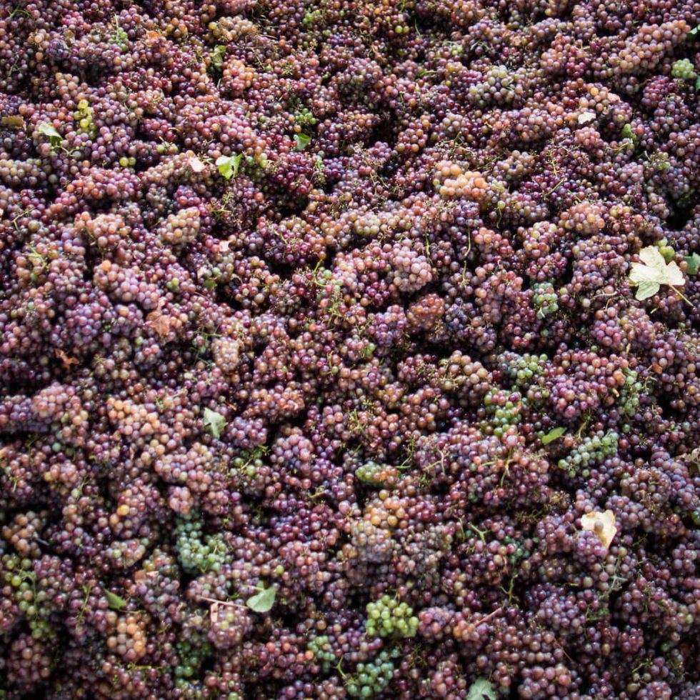 Asconi Winery | Asconi Winery is a family business, which aims at ...